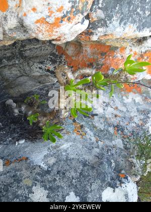 Grand Butterbush (Tylecodon grandiflorus Stock Photo - Alamy