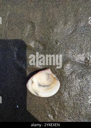 Japanese Hard Clam (Meretrix lusoria Stock Photo - Alamy