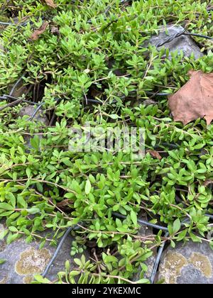 Stringy Stonecrop (Sedum sarmentosum Stock Photo - Alamy