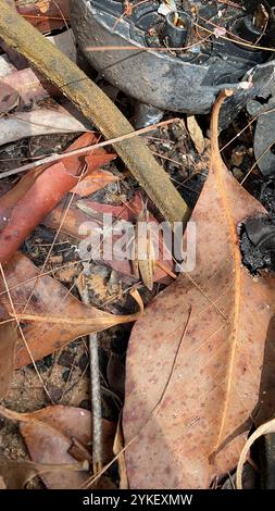 Common Gumleaf Grasshopper (Goniaea australasiae Stock Photo - Alamy