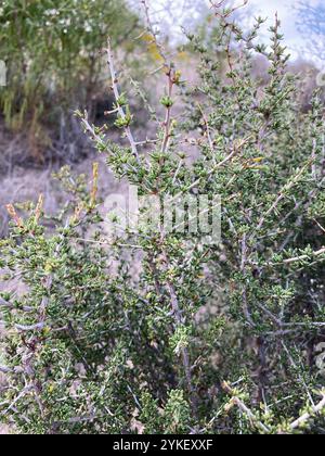 little buckthorn (Condalia ericoides Stock Photo - Alamy