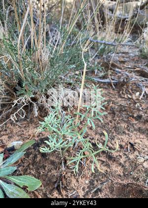 Utah Desertparsley (Lomatium parryi Stock Photo - Alamy