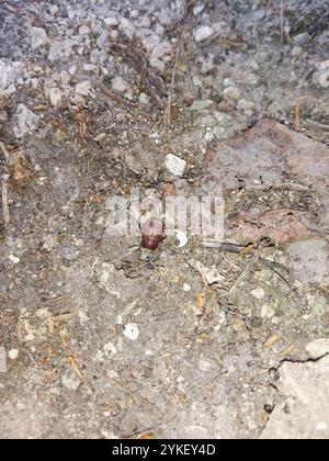 Asiatic Garden Beetle (Maladera formosae) Insecta Stock Photo - Alamy