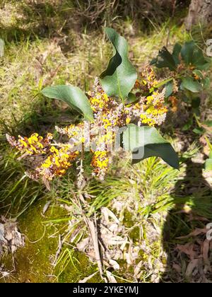 hop bitter-pea (Daviesia latifolia) Plantae Stock Photo - Alamy