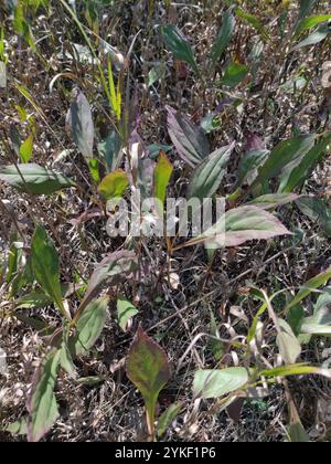 Swamp Goldenrod (Solidago patula Stock Photo - Alamy
