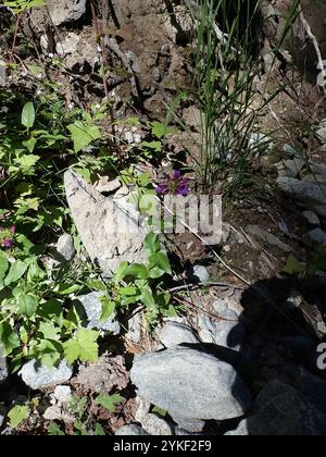 Cascade Beardtongue (Penstemon serrulatus Stock Photo - Alamy