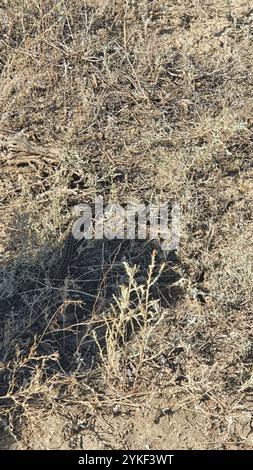 Steppe Viper (Vipera renardi Stock Photo - Alamy