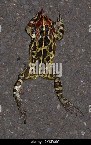 Western Leopard Toad (Sclerophrys pantherina) Amphibia Stock Photo - Alamy