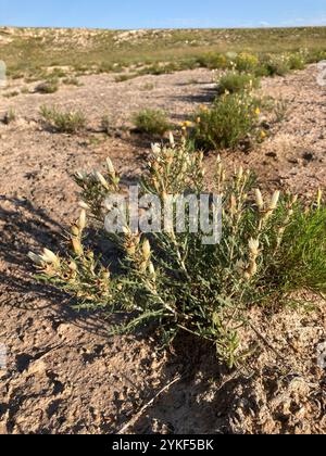 (Mentzelia humilis humilis Stock Photo - Alamy