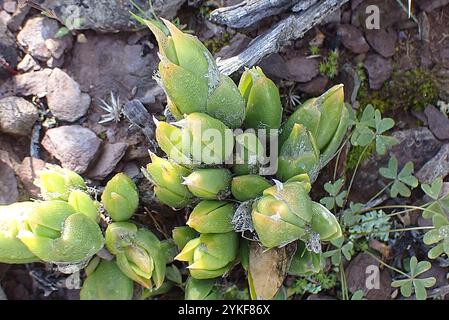 Namaqua Skeletonfig (Mesembryanthemum tortuosum Stock Photo - Alamy