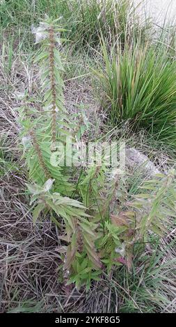 Rough Bugleweed (Lycopus asper Stock Photo - Alamy