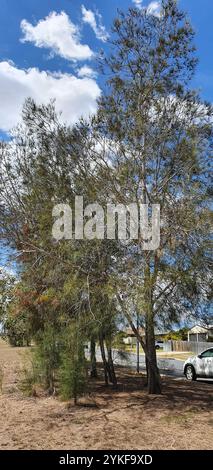 Swamp sheoak (Casuarina glauca Stock Photo - Alamy