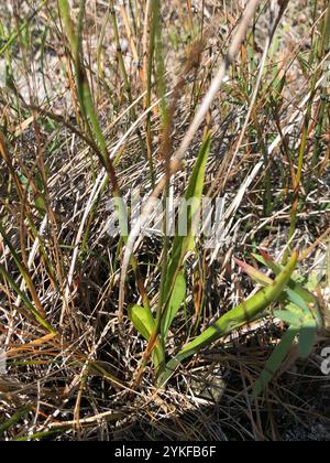 Sphinx ladies’ tresses (Spiranthes incurva Stock Photo - Alamy