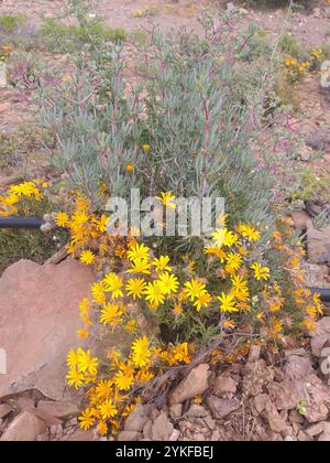 Kleinkaroo Hairdaisy (Gorteria integrifolia Stock Photo - Alamy