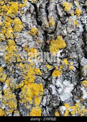 Candleflame Lichen (Candelaria concolor Stock Photo - Alamy
