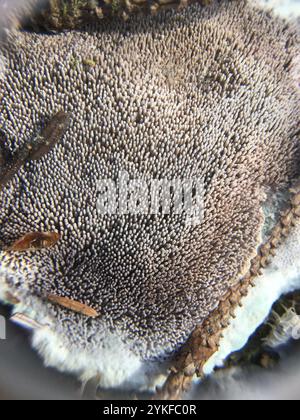 bleeding blue tooth (Hydnellum cyanopodium Stock Photo - Alamy