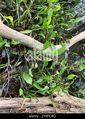 sessile-fruited arrowhead (Sagittaria rigida Stock Photo - Alamy