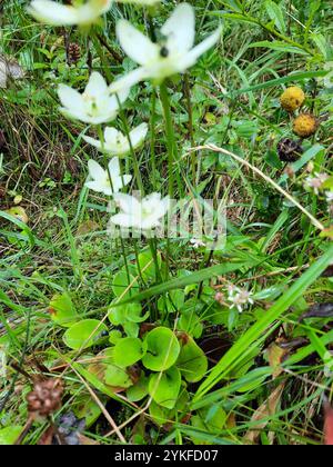 fen grass of Parnassus (Parnassia glauca Stock Photo - Alamy