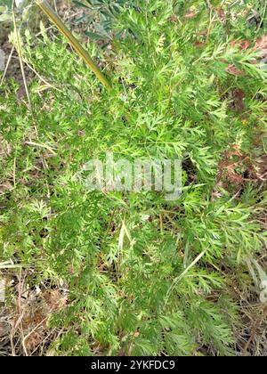 Fernleaf Biscuitroot (Lomatium dissectum Stock Photo - Alamy