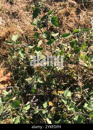 Hairy black nightshade (Solanum nigrum schultesii) Plantae Stock Photo ...