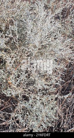 Ceratocarpus arenarius L Ceratocarpus arenarius L Stock Photo - Alamy
