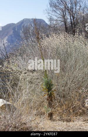 Poodle-dog bush (Turricula parryi Stock Photo - Alamy