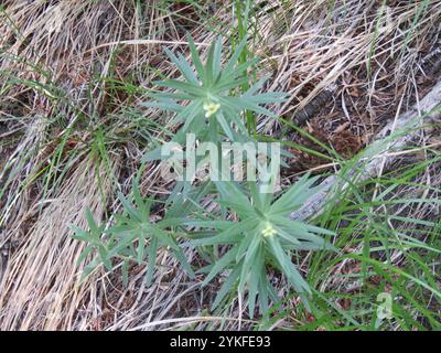 western stoneseed (Lithospermum ruderale Stock Photo - Alamy