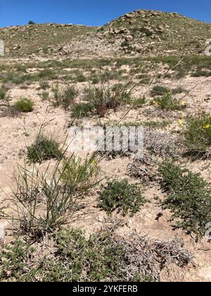 gypsum dropseed (Sporobolus nealleyi Stock Photo - Alamy
