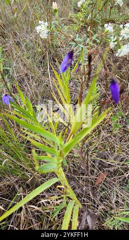 nodding blue lily (Stypandra glauca Stock Photo - Alamy