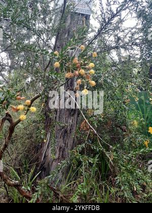 Kangaroo thorn (Acacia paradoxa Stock Photo - Alamy