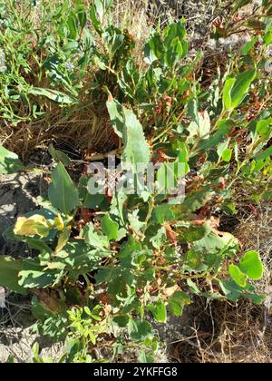 winged dock (Rumex venosus Stock Photo - Alamy