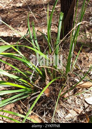 Red-berried Saw-sedge (Gahnia aspera), Plantae, Brisbane QLD, Australia ...