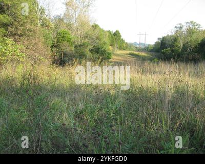 false gromwell (Lithospermum parviflorum Stock Photo - Alamy