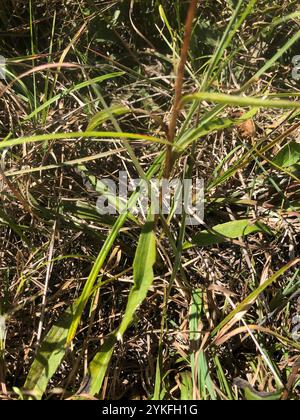 Oak Barrens Barbara's-Buttons (Marshallia legrandii Stock Photo - Alamy