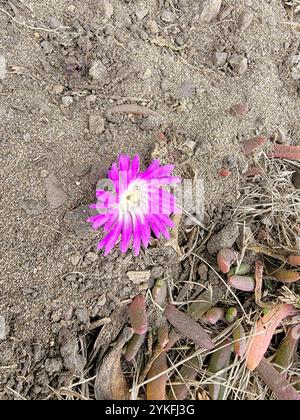 Ice Plant (Disphyma Stock Photo - Alamy