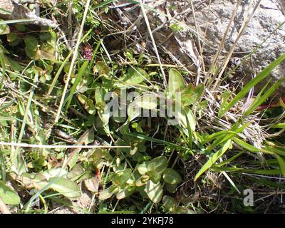 American brooklime (Veronica americana Stock Photo - Alamy