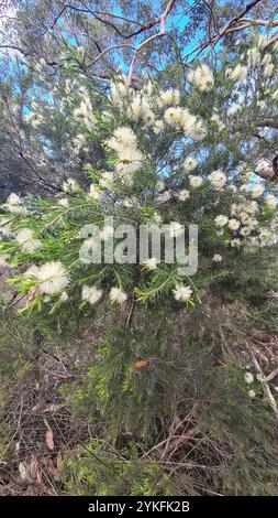 Swamp paperbark (Melaleuca ericifolia Stock Photo - Alamy