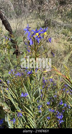 nodding blue lily (Stypandra glauca Stock Photo - Alamy