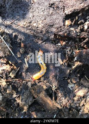 Fire-colored Beetles (Pyrochroidae Stock Photo - Alamy
