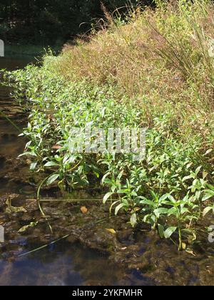 Waterpod (Hydrolea quadrivalvis Stock Photo - Alamy