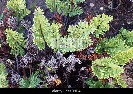 Lip Ferns (Cheilanthes Stock Photo - Alamy