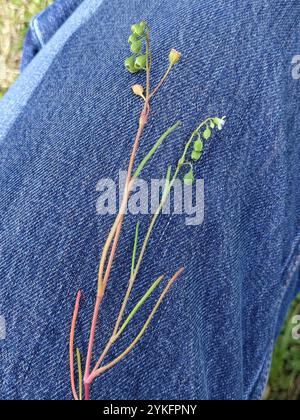 Narrow-leaved Montia (Montia linearis Stock Photo - Alamy