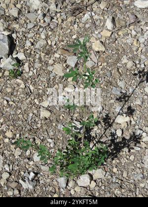 Alfalfa Complex (Medicago sativa Stock Photo - Alamy