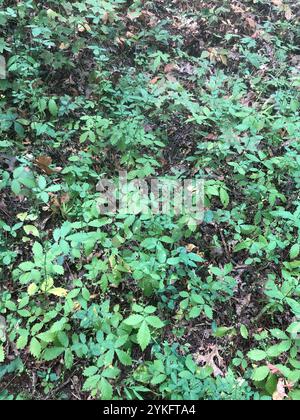 Beaked Agrimony (Agrimonia rostellata Stock Photo - Alamy