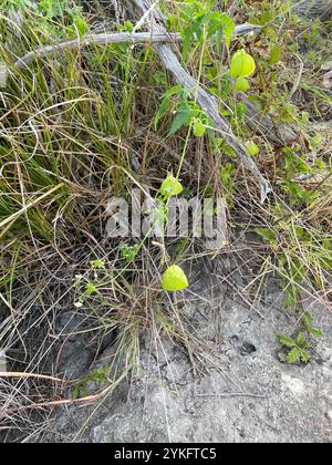 Lesser Balloon Vine (Cardiospermum halicacabum Stock Photo - Alamy