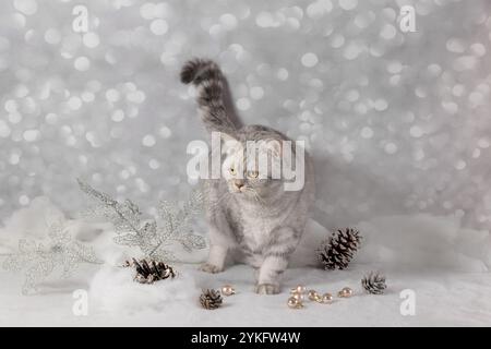 cute british shorthair cat with Christmas snowman dress on red ...