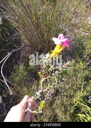 Salter (Saltera sarcocolla Stock Photo - Alamy