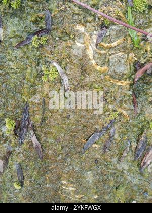 Big-eyed Toad Bug (Gelastocoris oculatus Stock Photo - Alamy