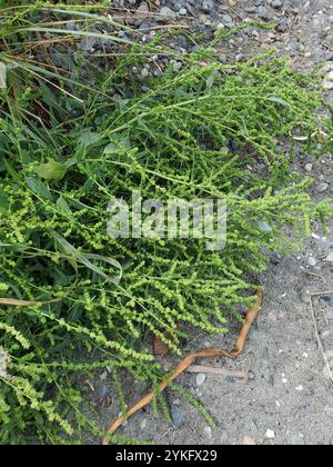 saltbush subfamily (Chenopodioideae Stock Photo - Alamy