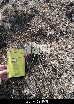 big mountain dandelion (Agoseris grandiflora grandiflora Stock Photo ...